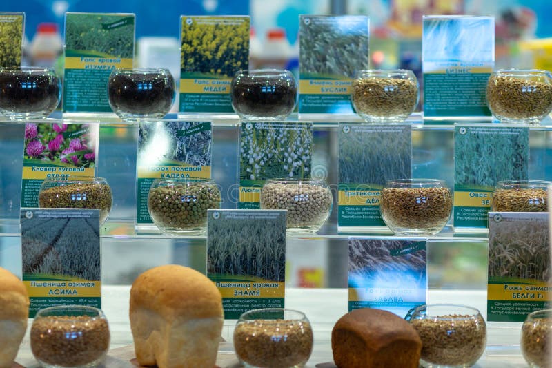 Glass Cups with Different Types of Seed Samples on Shelves Editorial ...