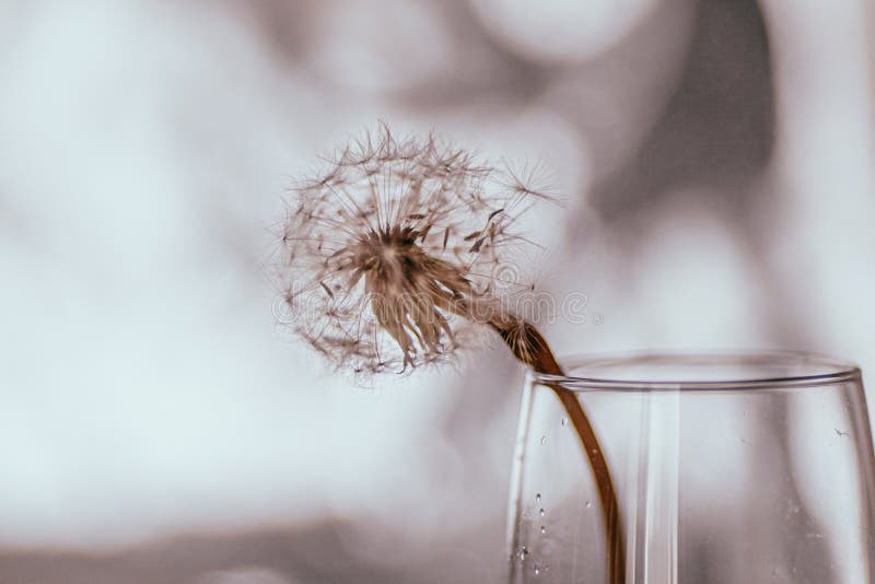 A Glass with a Dandelion. Splashing Water on the Glass Stock Photo ...