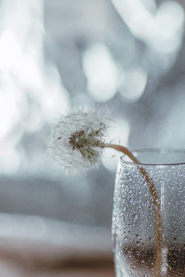 A Glass with a Dandelion. Splashing Water on the Glass. Stock Photo ...