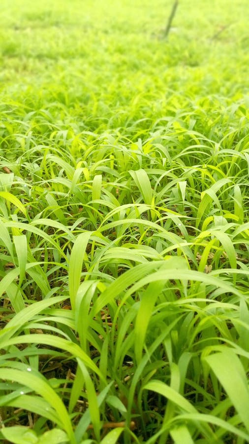 Glass Environment World Living Life Stock Image - Image of life, living ...