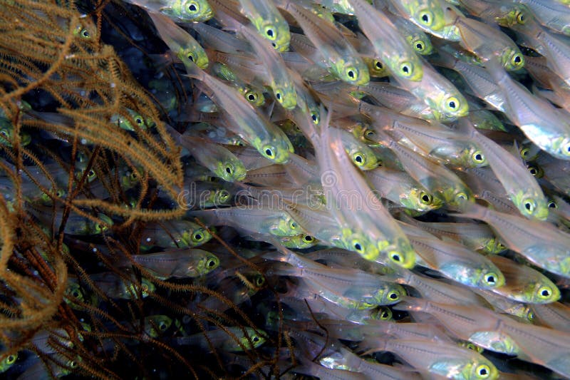 Glass-fish stock image. Image of dahab, hide, obscured - 7422725