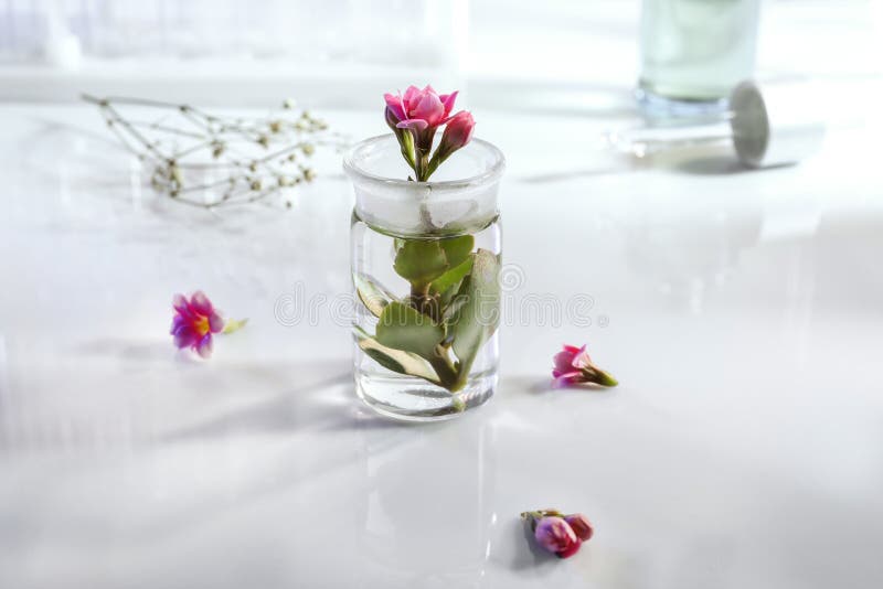 Glass Flask with Flower on Table Stock Image - Image of agronomy ...