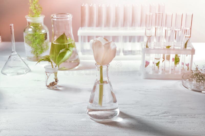 Glass Flask with Flower on Table Stock Photo - Image of medical ...