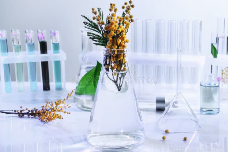 Glass Flask with Flowers on Table in Laboratory Stock Photo - Image of ...