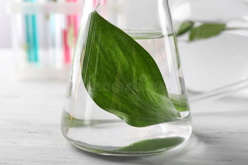 Glass Flask with Plant on Table, Closeup Stock Photo - Image of organic ...