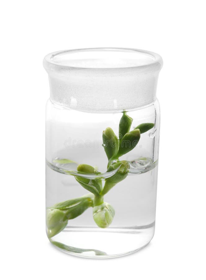 Glass Flask with Plant on White Background Stock Image - Image of gene ...