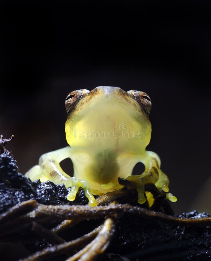Glass Frog Transparent Amphibian in Rainforest Stock Image - Image of ...