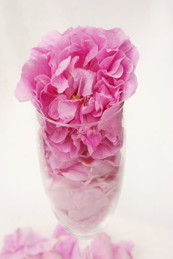 Papaya ice cream stock image. Image of taste, fresh, fruit - 4050877