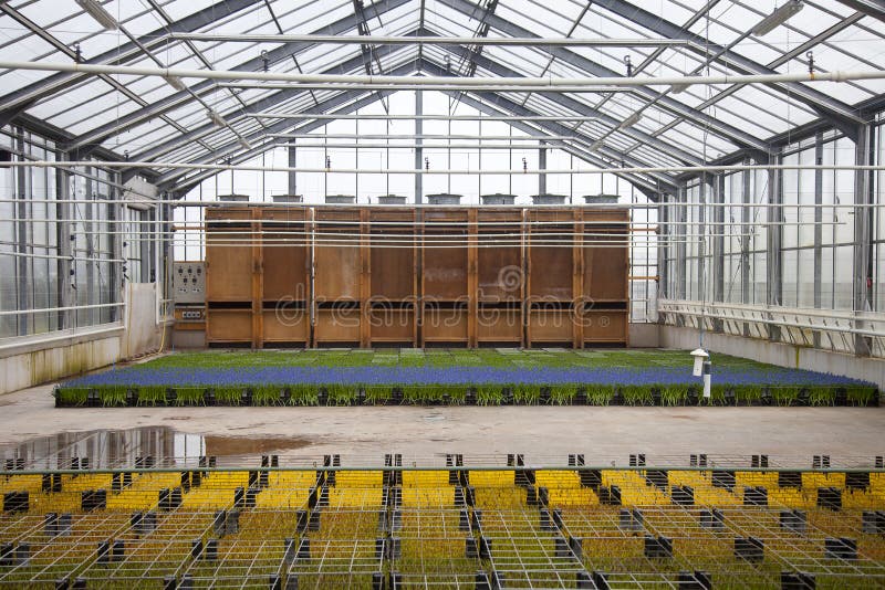 Glass house with flowers stock image. Image of growing - 91240243