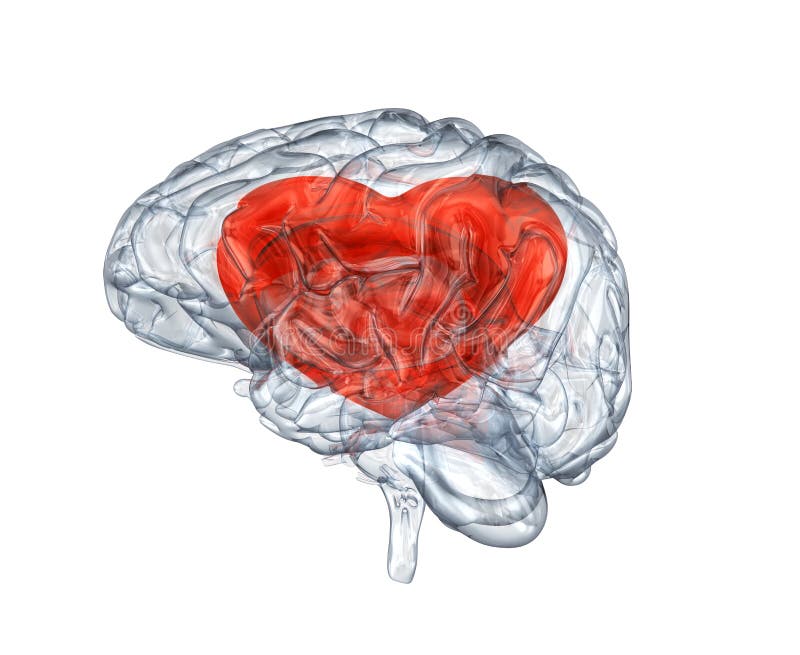Glass human brain stock illustration. Illustration of clipping - 49547054