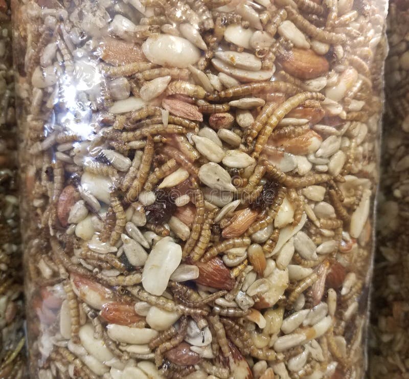 Glass Jar with Nuts, Seeds, Fruit, and Worms Stock Photo - Image of ...