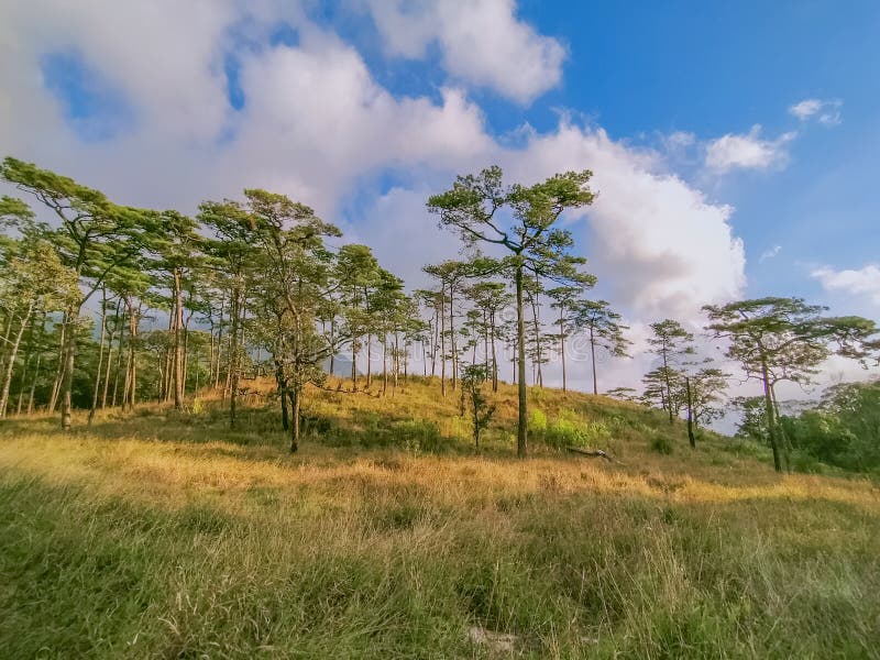 Land and tree stock photo. Image of landscape, pasture - 217153968