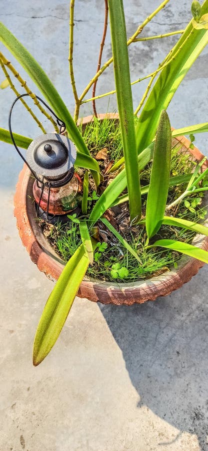 Glass lantern with pot stock image. Image of nature - 170360529