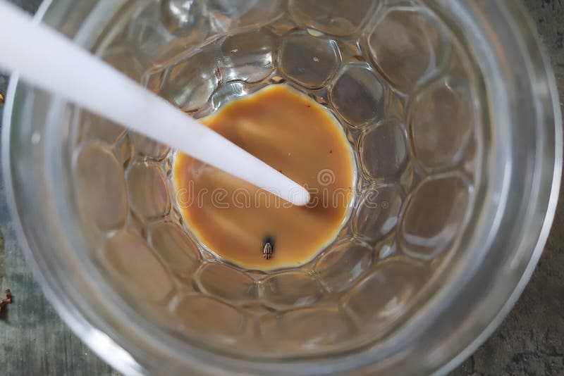 Glass with Liquid, Straw, and Fly Inside Stock Photo - Image of danger ...