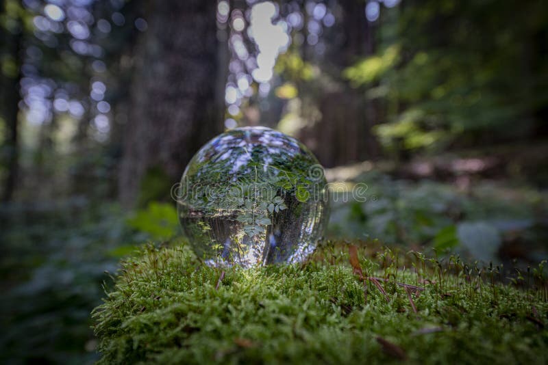 Glass Lens Ball with Forest Reflection Stock Image - Image of bush ...