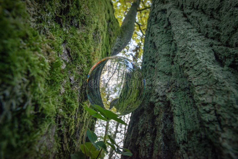 The Glass Lens Ball with Forest Reflection - Ecological Concept Stock ...