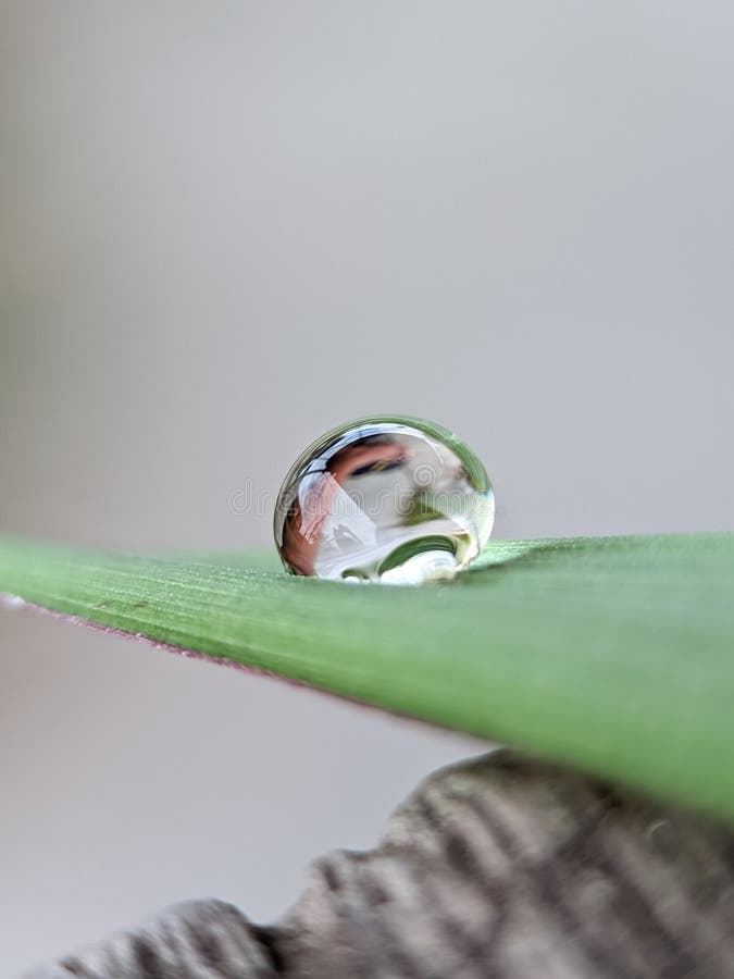 Glass-like Dew on the Grass Stock Image - Image of green, clear: 367736371