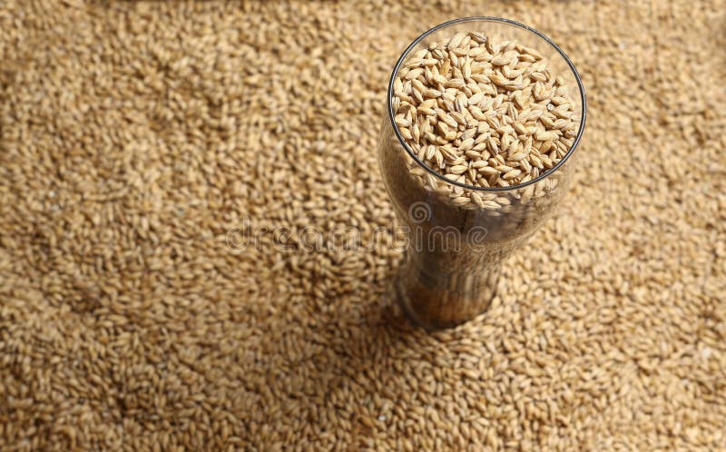Glass of malt stock image. Image of malt, brewing, beer - 50323067
