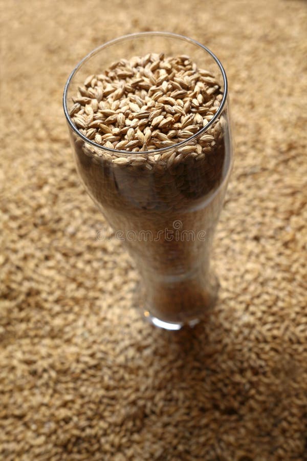 Glass of malt stock photo. Image of malt, alcohol, beer - 50323080