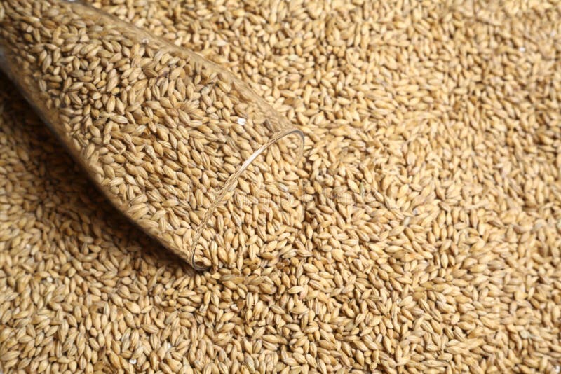 Raking malted barley stock image. Image of floor, rake - 10730623