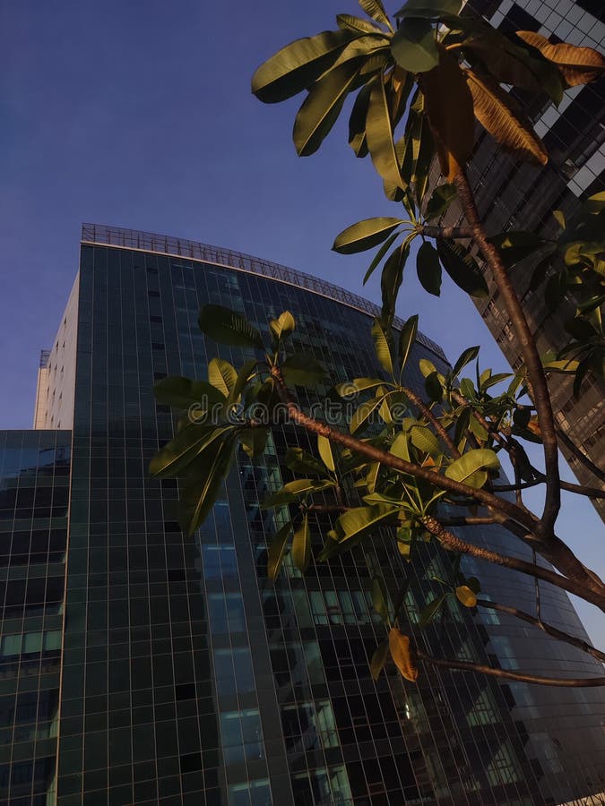 A Glass Metropolitan Building with a Tree Stock Photo - Image of night ...