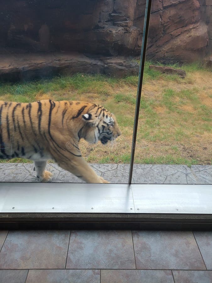 Tiger Pacing Along the Side of the Glass Stock Image - Image of mammal ...