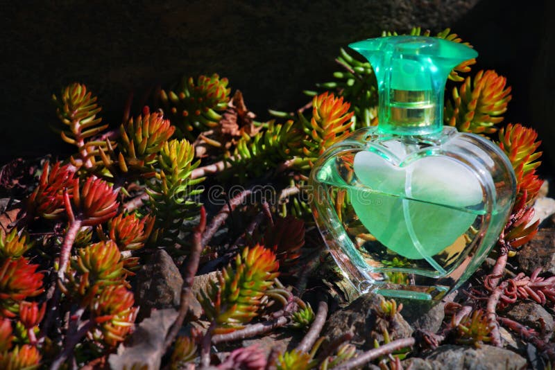 Glass Perfume Bottle Spring Plants Stock Photo - Image of cactus ...