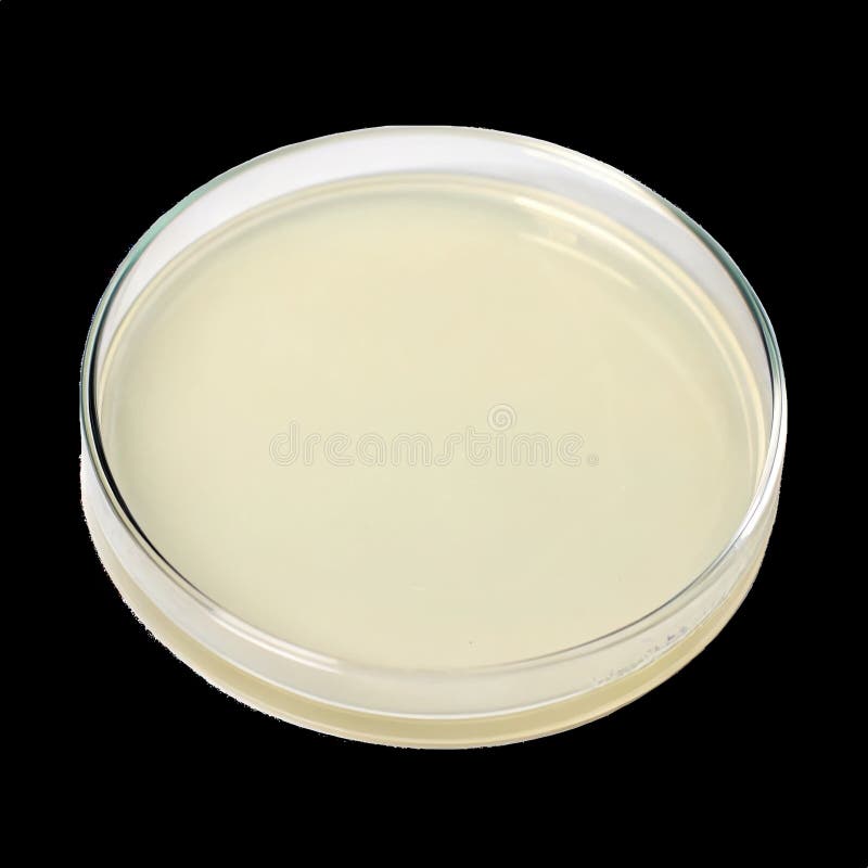 151 Petri Dish Agar Isolated Transparent Background Stock Photos - Free ...