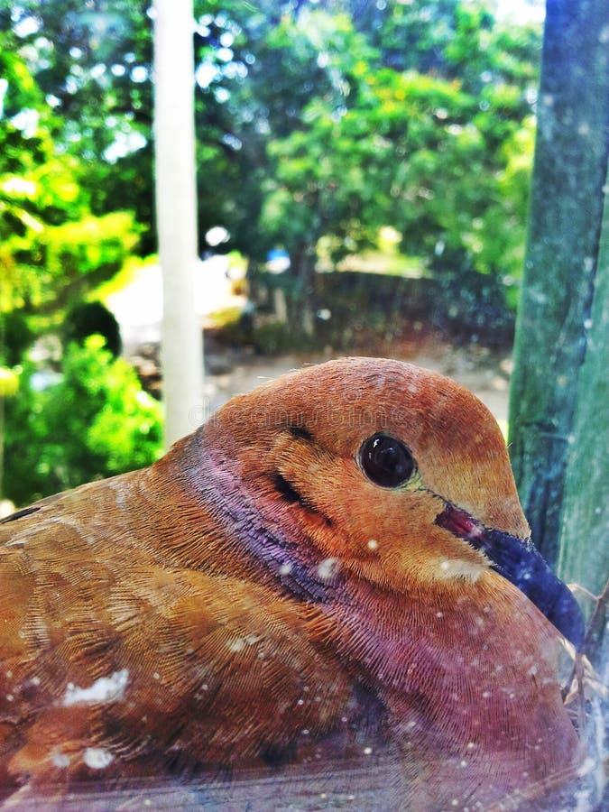Glass Pigeon stock image. Image of pigeon, glass, pane - 56293223
