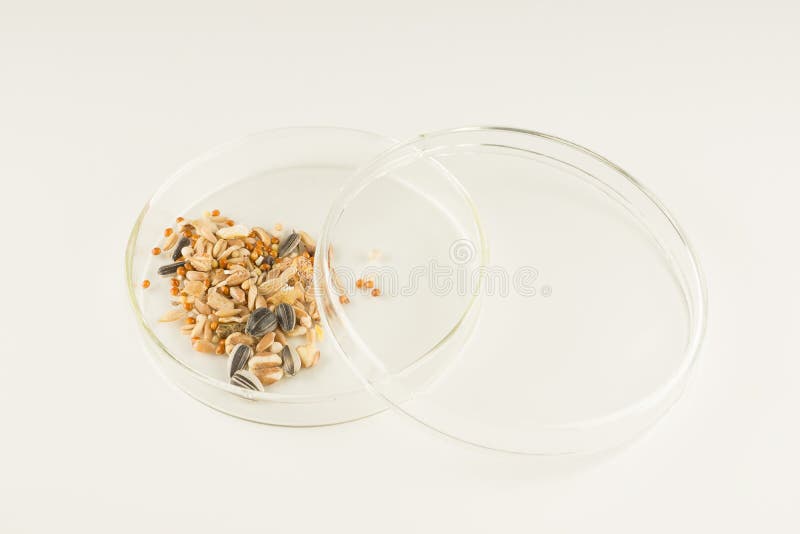 Glass Scientific Bowl with Plant Seeds Stock Photo - Image of seed ...