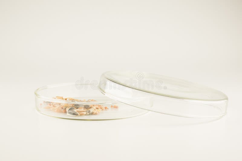 Glass Scientific Bowl with Plant Seeds Stock Image - Image of nature ...