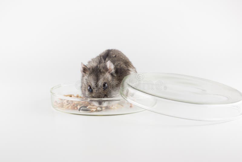 Glass Scientific Bowl with Plant Seeds for Study Stock Image - Image of ...