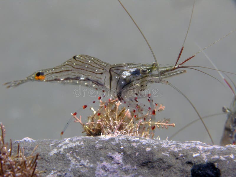 Glass shrimp stock photo. Image of pool, rock, zealand - 16699028