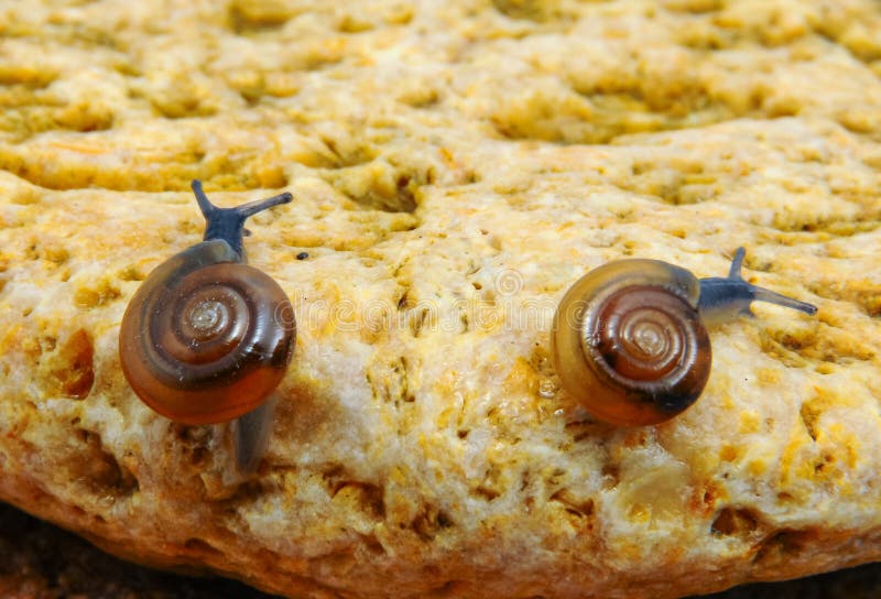 Glass Snail (Oxychilus Translucidus) a Species of Small Land Snail ...