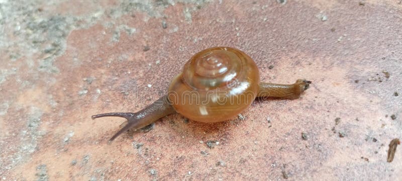 Glass Snail with Spiral Shell Gastropod Mollusk Stock Photo - Image of ...