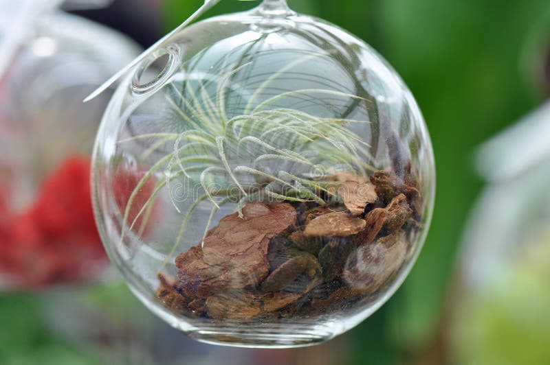 Glass Sphere Terrarium stock photo. Image of plant, green - 53592510