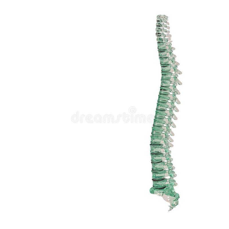 Glass Spine on White Background Stock Illustration - Illustration of ...