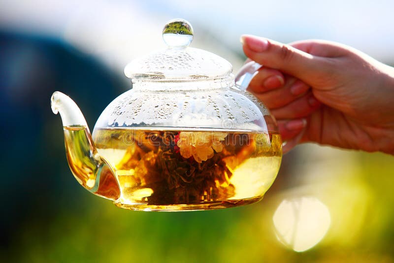 Glass Teapot with White Chinese Tea in Female Hand Stock Photo - Image ...