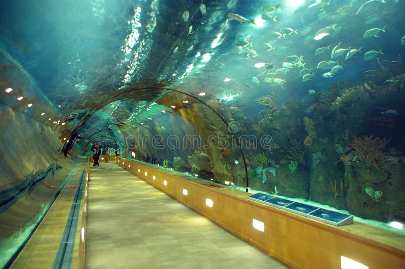 Glass tunnel under sea editorial photography. Image of life - 761622