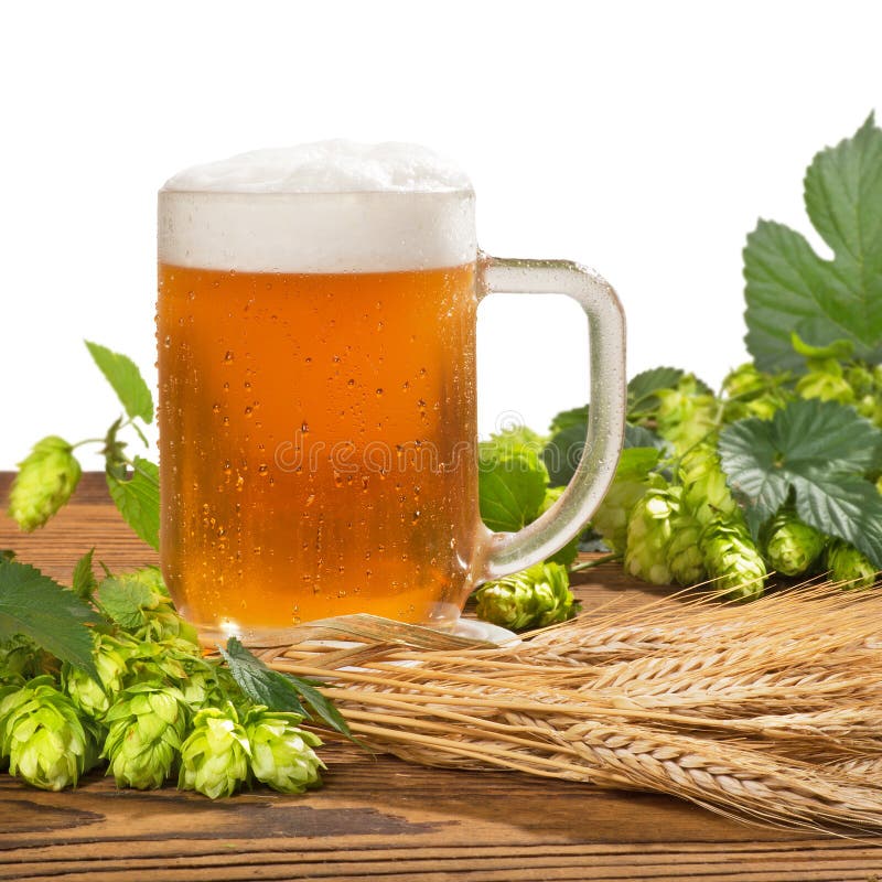 Glass of Unfiltered Beer with Hops and Barley Stock Photo - Image of ...
