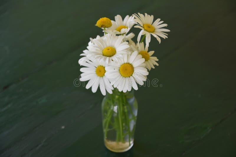 Glass Vase with Fresh Cut Daisies in it Stock Image - Image of vase ...