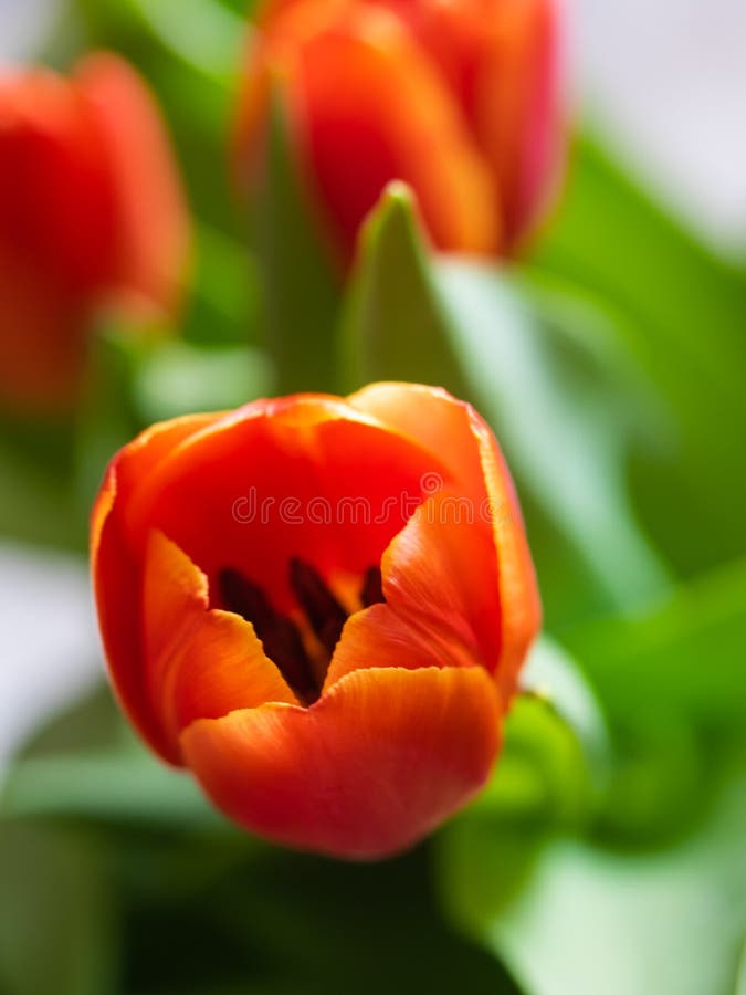 Decorative Window with Various Colored Rectangles Stained Glass Stock ...