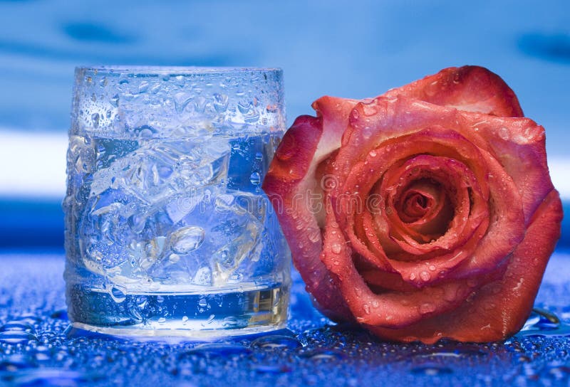 Glass with water and rose stock image. Image of alcohol - 4278275