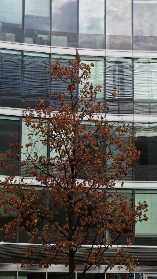 Glass Window Reflection of Shining Sun with Autumn Fall Trees and ...