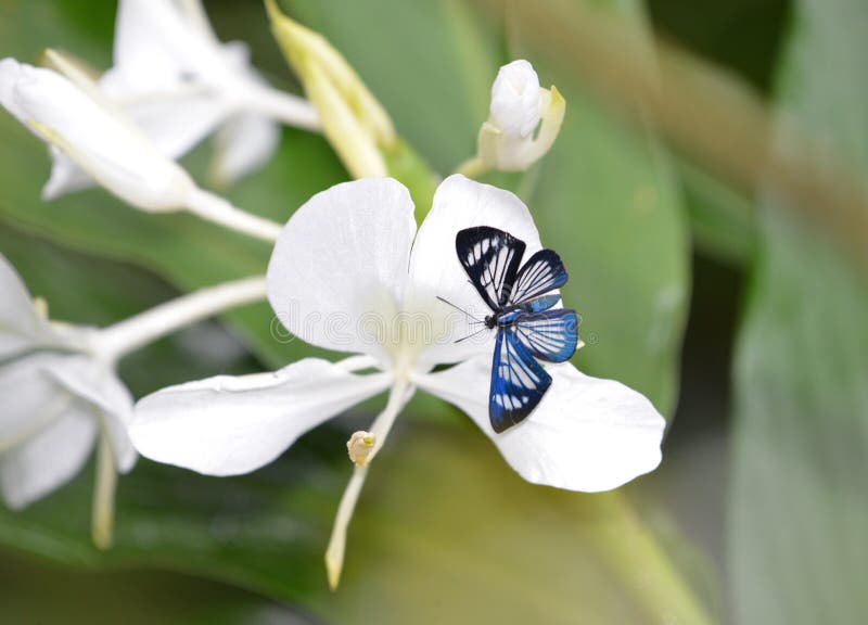 Glass Wing Butterfly on a Flower Stock Image - Image of insect, glass ...