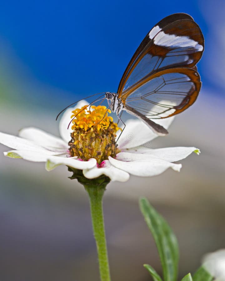 Glass wing butterfly stock image. Image of body, standing - 28322771