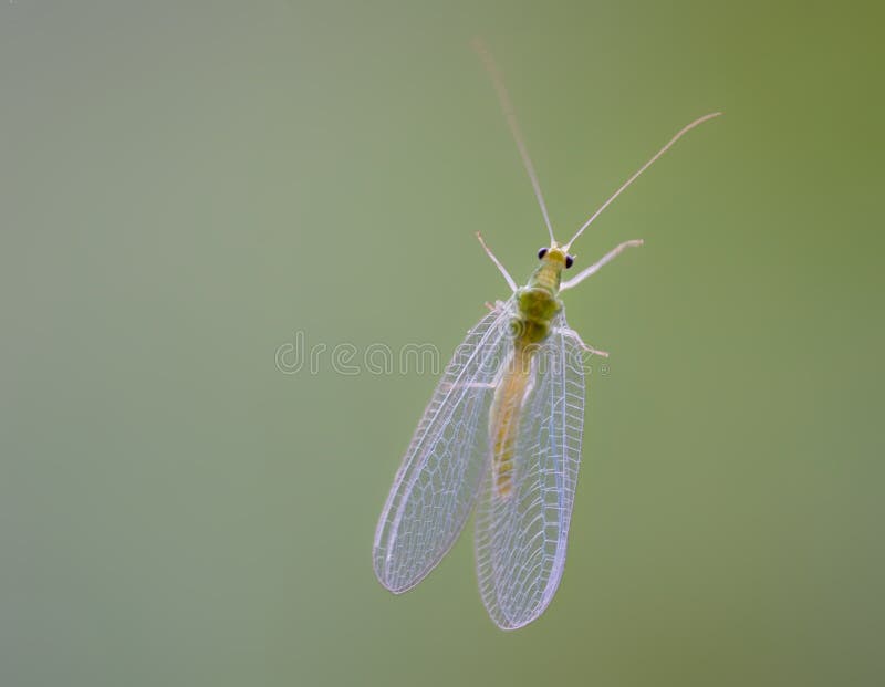 Glass Winged Insect stock image. Image of leaf, glass - 5736985
