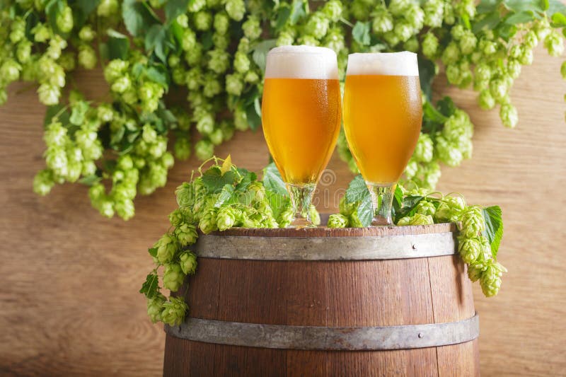 Glasses of Beer and Green Hops on Wooden Beer Barrel Stock Image ...