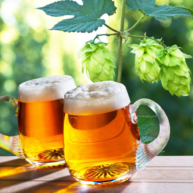 Glasses of beer with hops stock image. Image of garden - 64865127