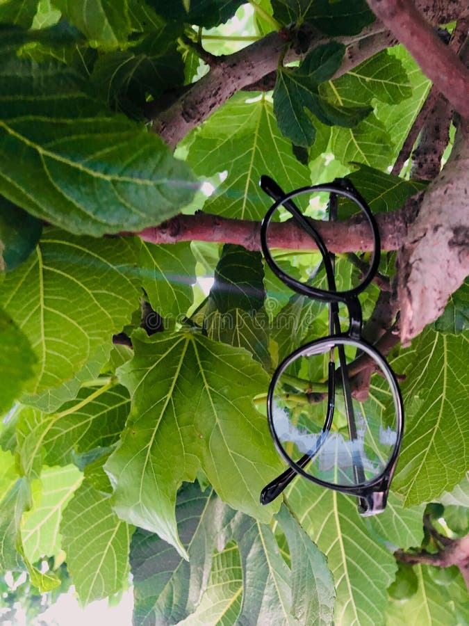 Glasses Hanging in a Fig Tree Stock Image - Image of foliage, summer ...